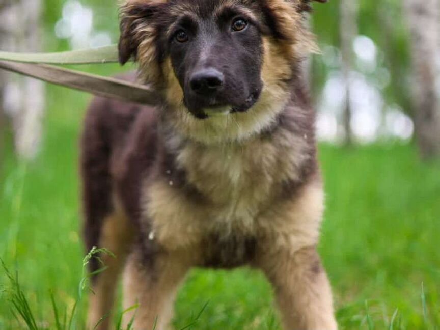 Щенок в добрые руки