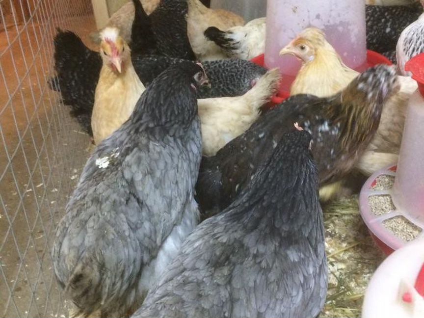 Курицы несушки доминанты