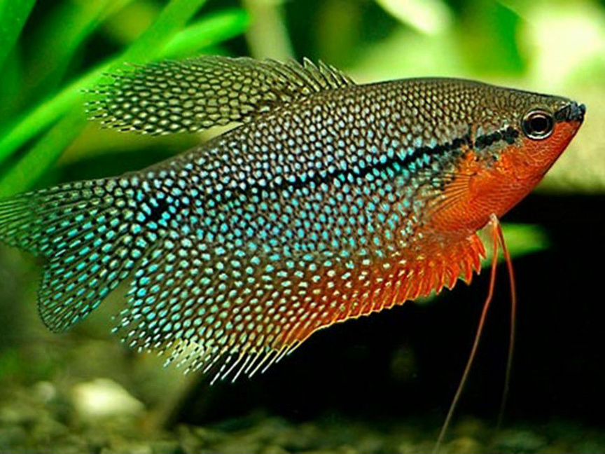 Гурами жемчужные, мраморные и золотые