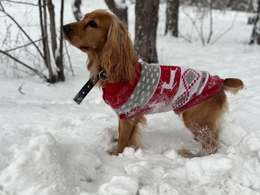 Кокер спаниель вязка