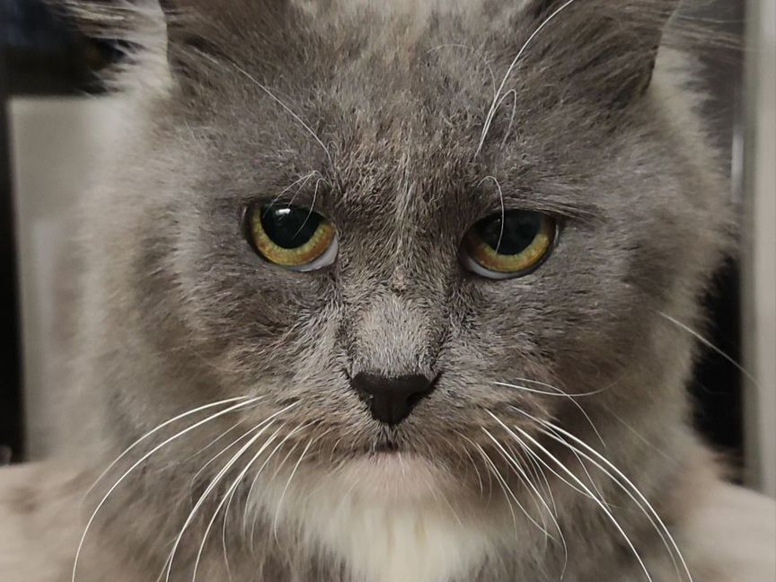 Юстас ласковый балбес- шипит и мурчит одноверменно