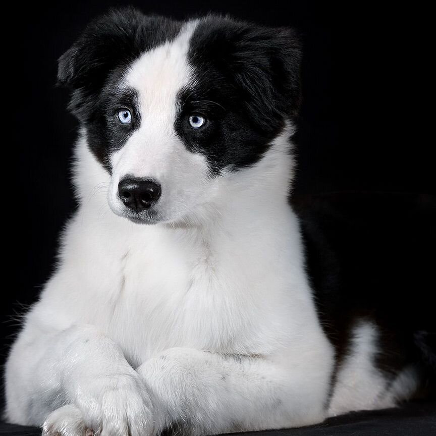 Якутская лайка, щенок