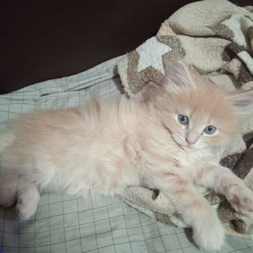 Маленькие котята девочки