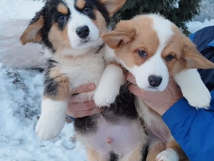 Вельш-корги кардиган