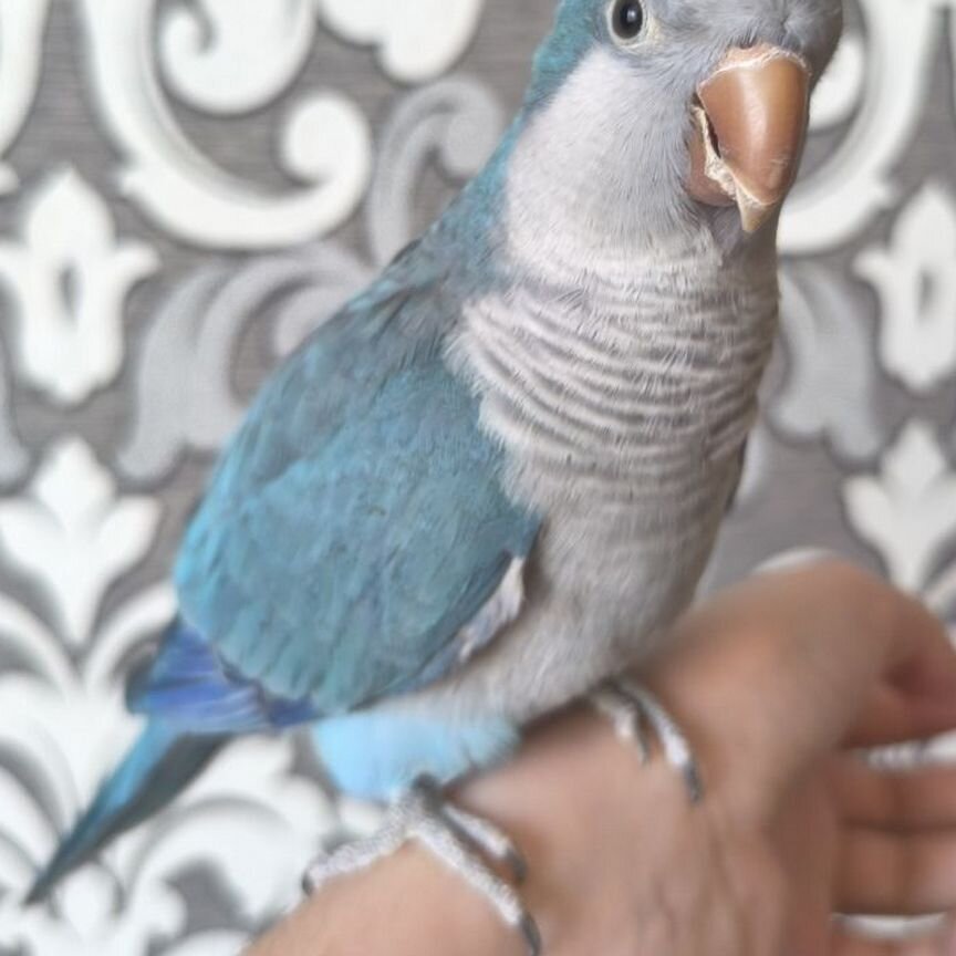 Попугай монах квакер