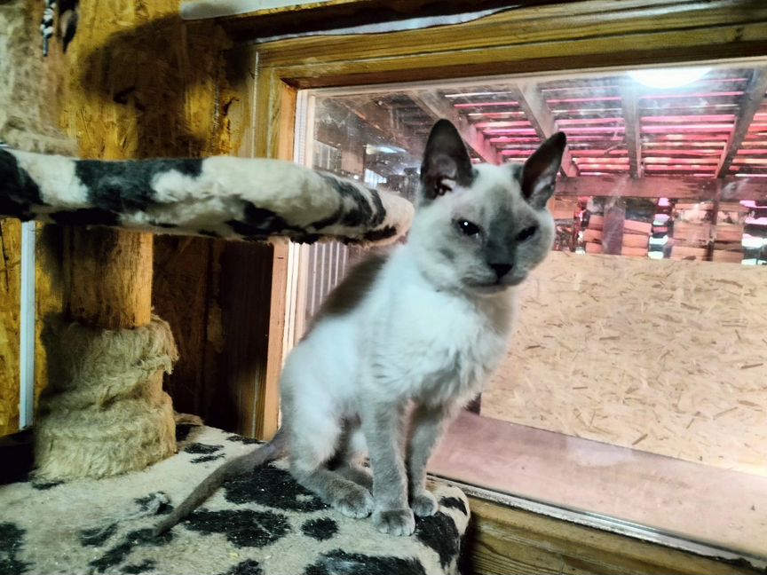 Кошка полусфинкс