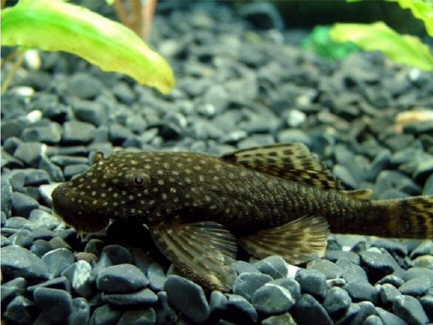 Продам сомиков аквариумных. До 5 см