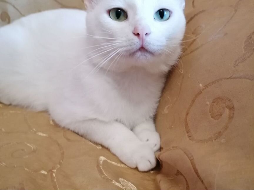 Котик Степа в добрые руки
