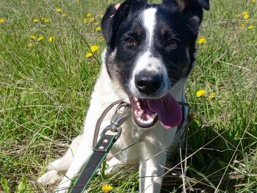 Щенок Джоник