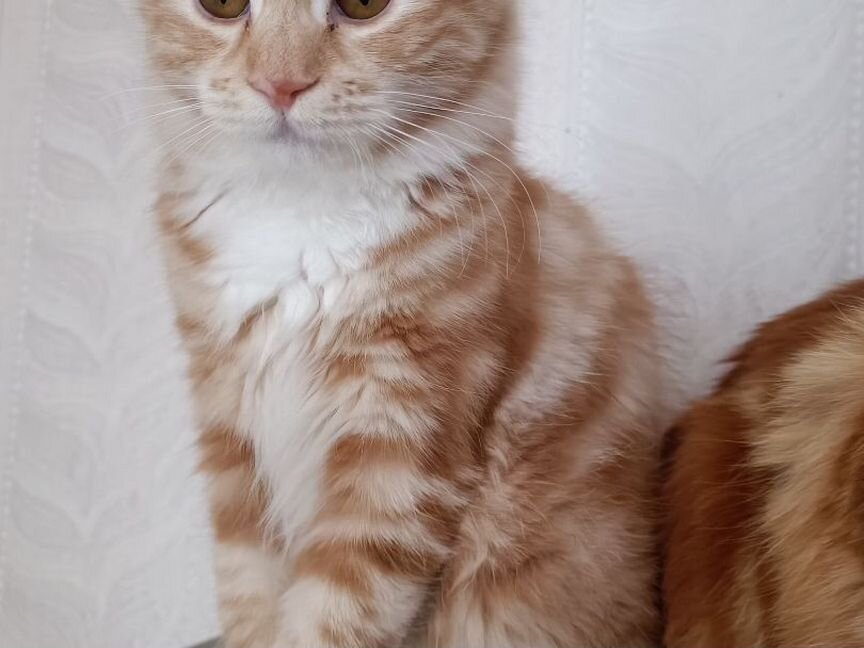 Кошки курильский бобтейл