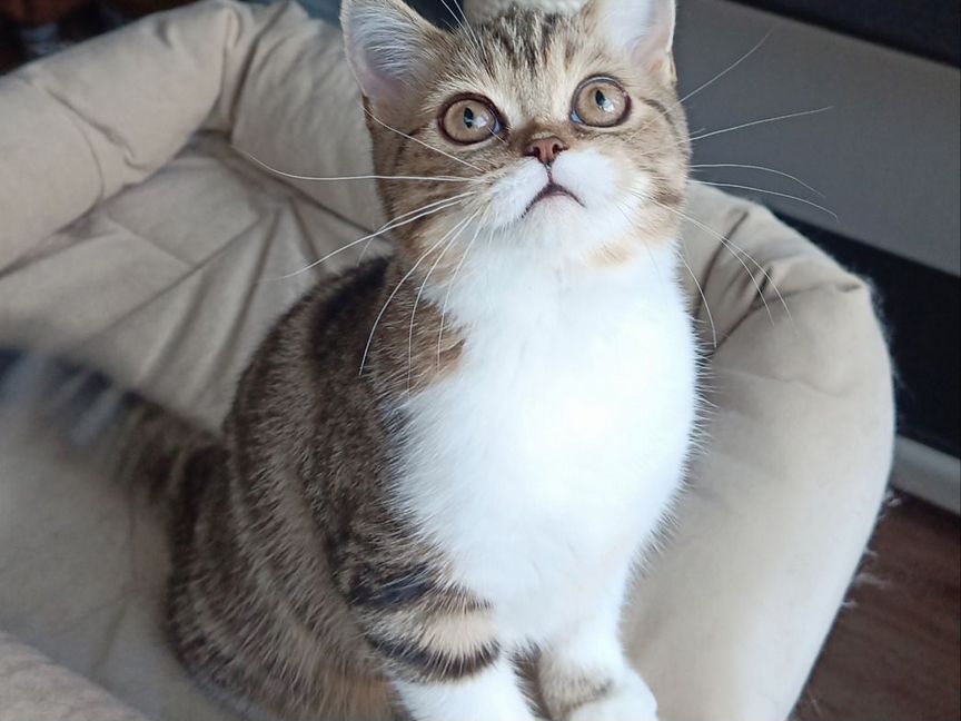 Котик страйт