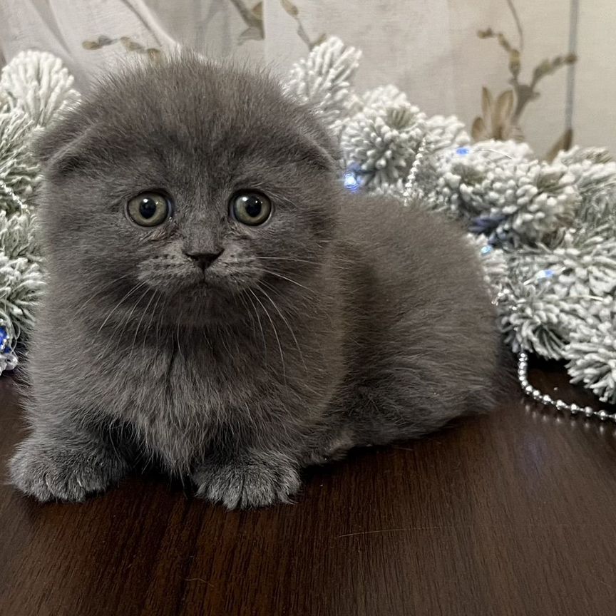 Манчкин котёнок