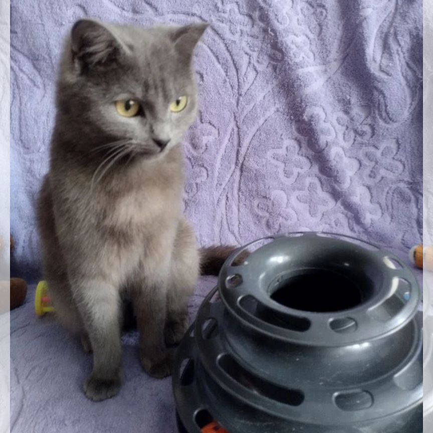 Взрослая, кошка в добрые руки