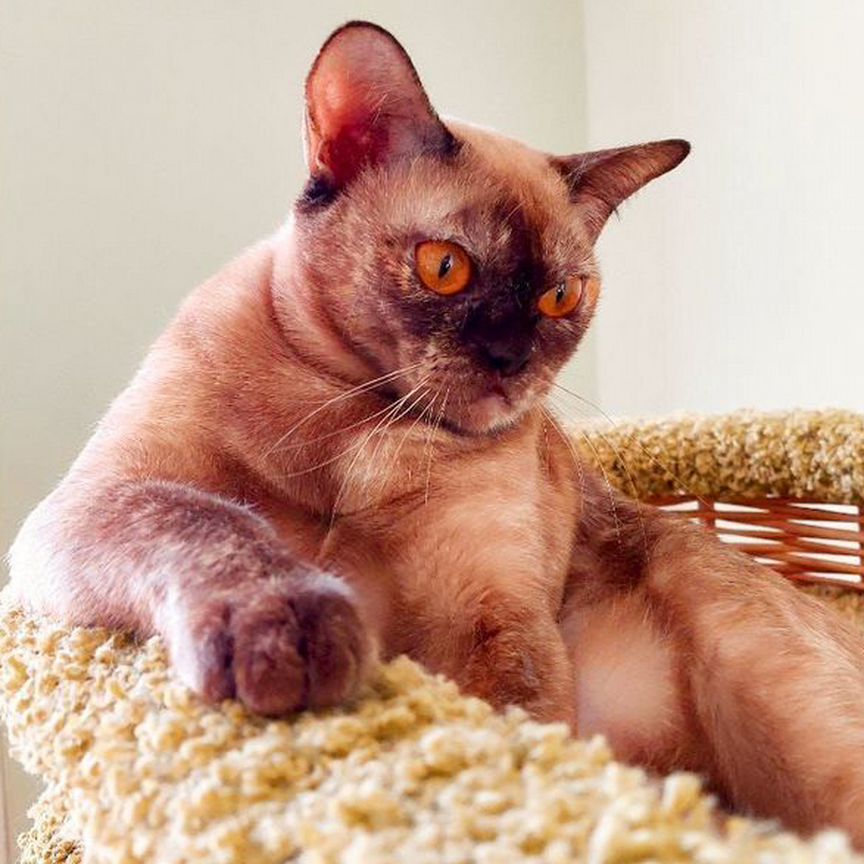 Бурманские котята