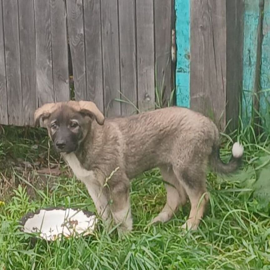 Щенки