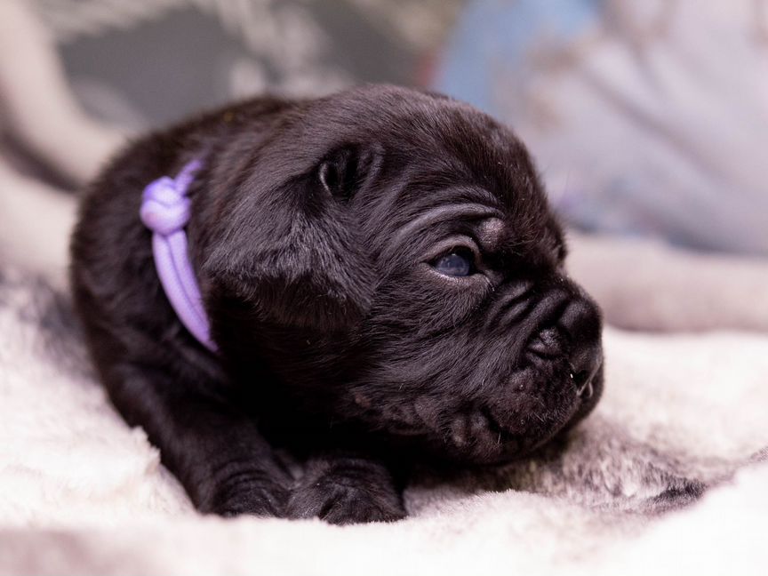 Щенки кане корсо