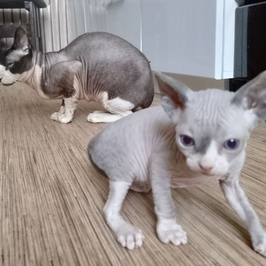 Котята сфинкс