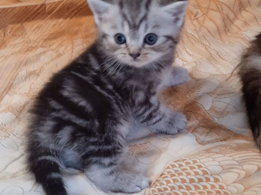 Шотландские котята