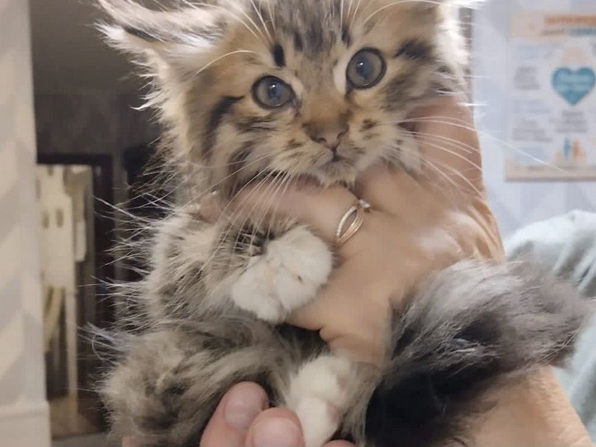Котенок 1,5 месяца ищет дом