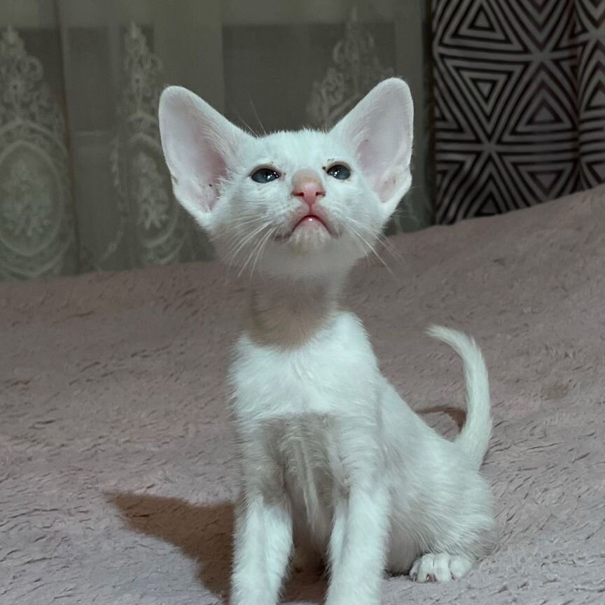 Ориентальные котята