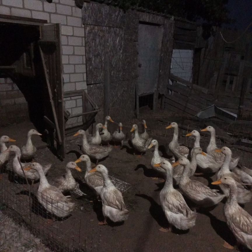 Утки живым весом