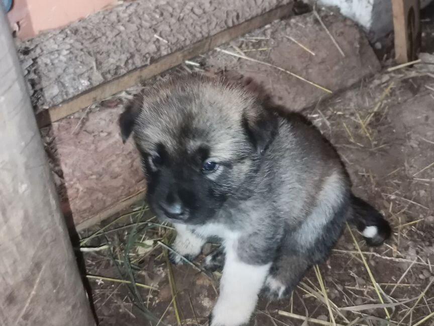 Щенки помесь хаски с американской акитой