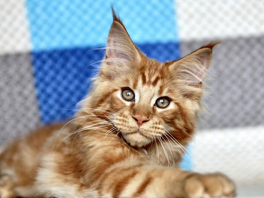 Котята мейн-кун красный кот