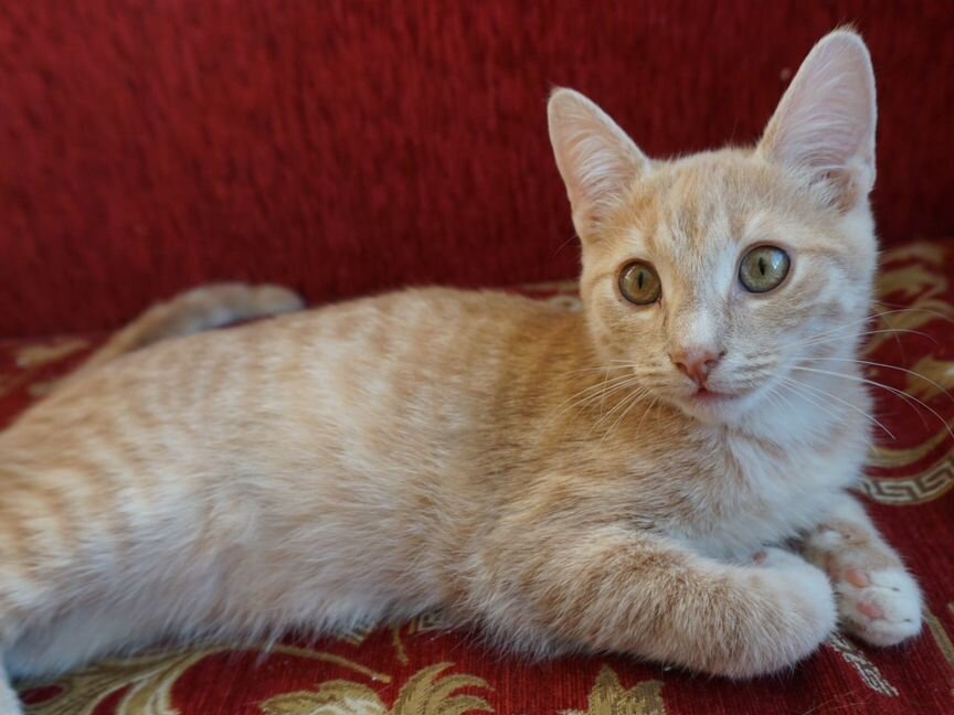 Котята в добрые руки бесплатно