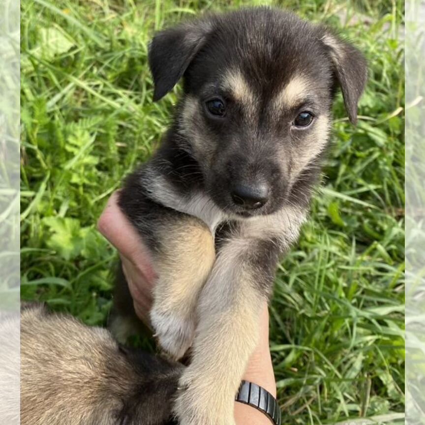 Щенок в добрые руки