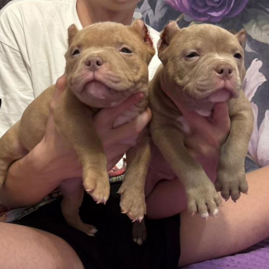 Американский булли, щенок