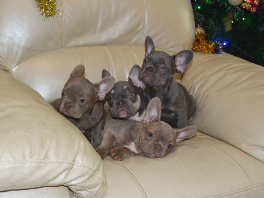 Щенки Голубой, Лиловый, Изабелла. Можно забирать