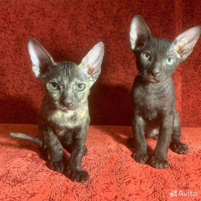 Котята породы Донской сфинкс