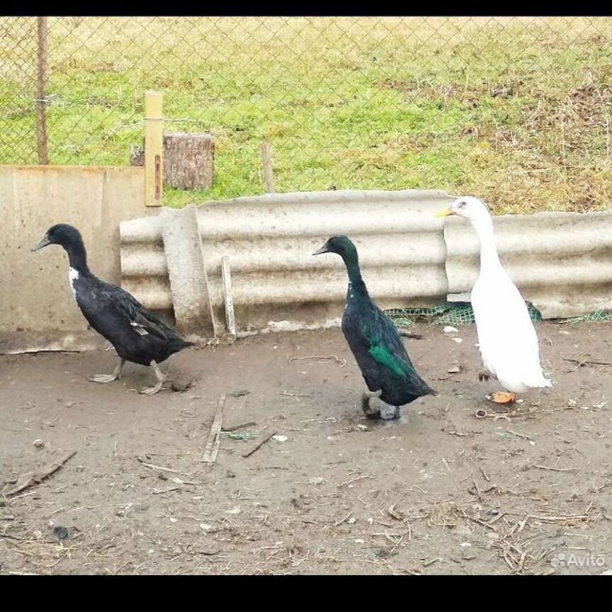 Селезни индийский бегунок