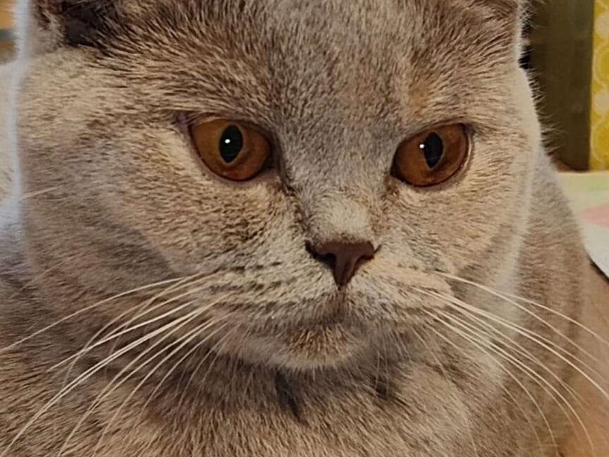 Необычного окраса котейка