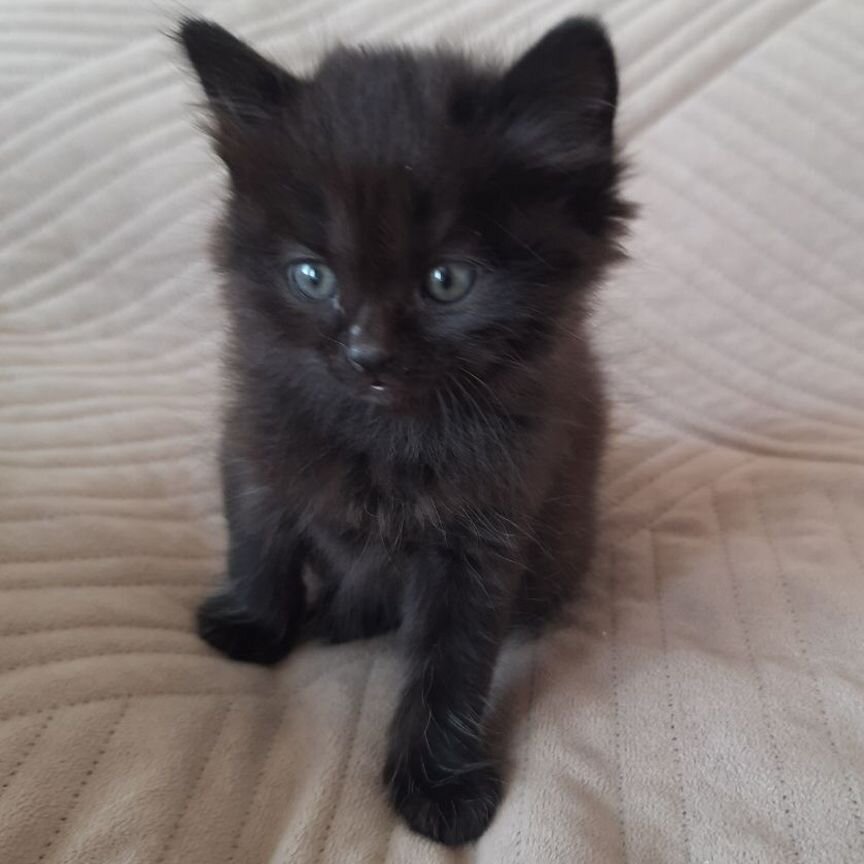 Котёнок от частного владельца