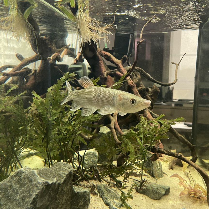 Африканская щука