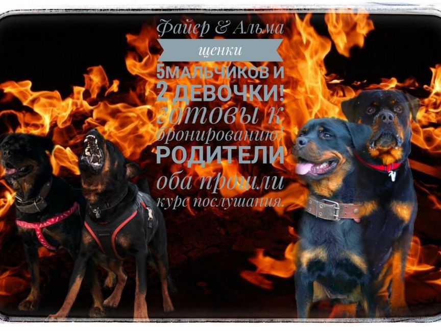 Щенки ротвейлера