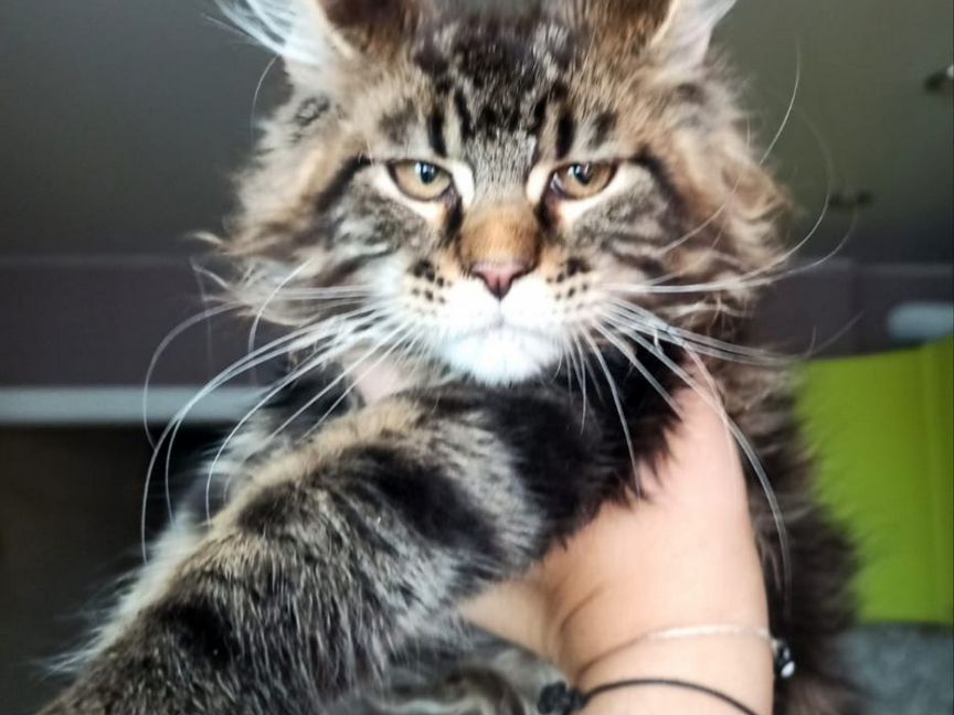 Мейн-кун мальчик