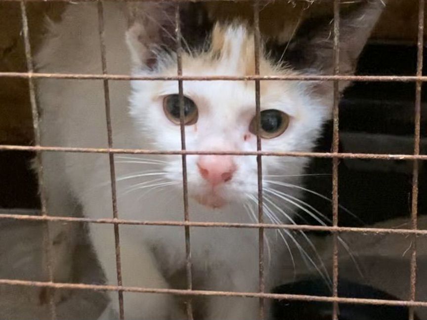 Котенок