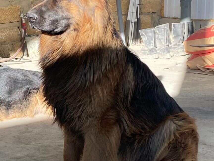 Щенки немецкой овчарки д/ш