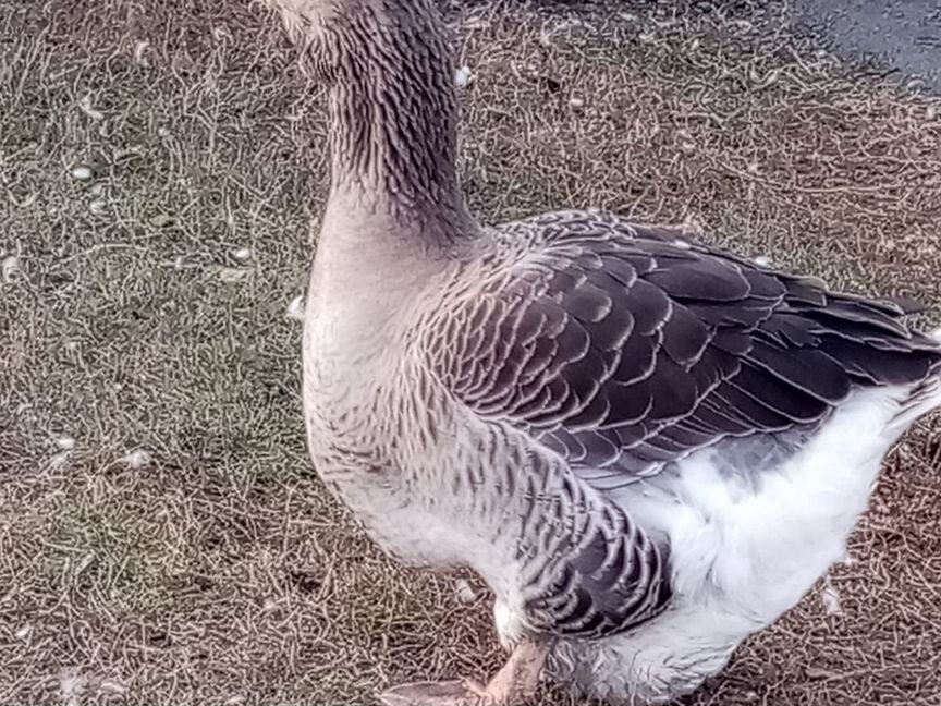 Гуси Тулузы