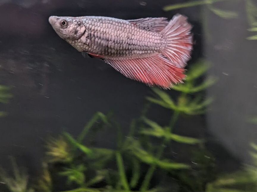 Аквариумная рыбка петушок