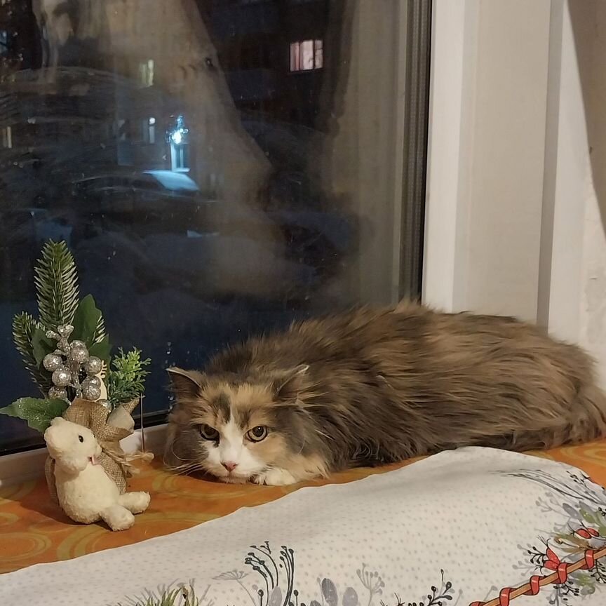 Кошка бесплатно