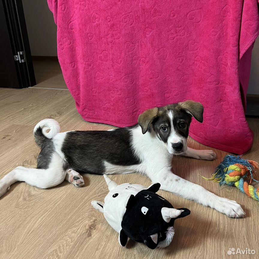 Кайфовый щенок в добрые руки бесплатно