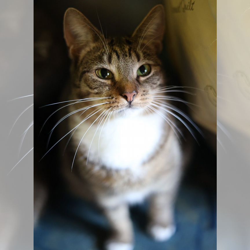 Кошка в семью