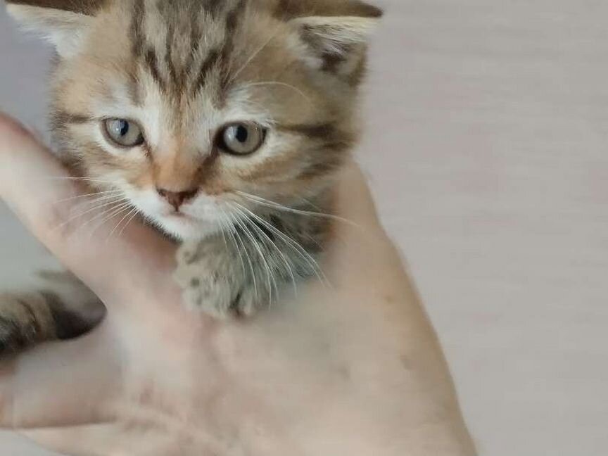 Шотландскик вислоухие котята