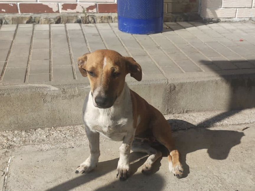 Собака в добрые руки