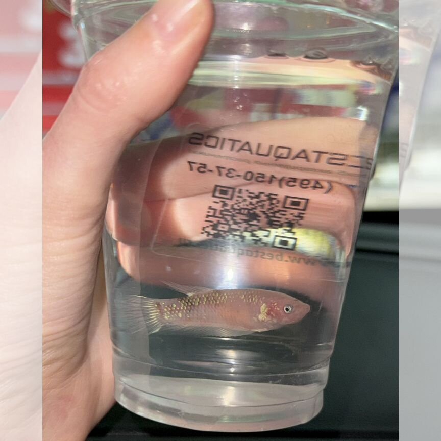 Самка петушка