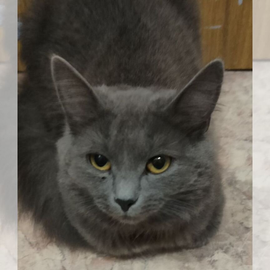 Кот