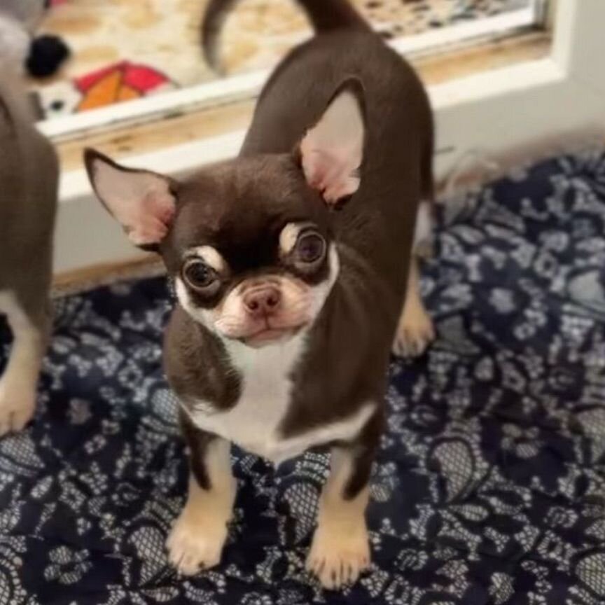 Чихуахуа шоколадный батончик